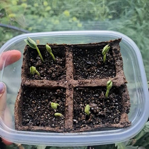 Billy Button Seeds, Craspedia, Billy Balls, Craspedia Globosa CD0150 - Etsy