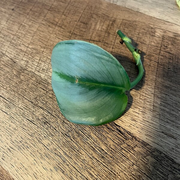 Moonlight Pothos, Scindapsus Treubii Moonlight, Sterling Silver Plant ...