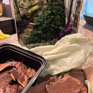 Lg Forest Findings Collection, Dried Botanicals, Forest Decor ...