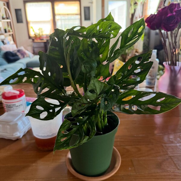 Marcus Pumpkin Avocado Tree , “cold Hardy” Grafted in 3 Gallons Pot, No ...