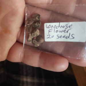 10 Pcs Purple Flower Rose Seeds Rare Amazingly Beautiful Purple Rose ...