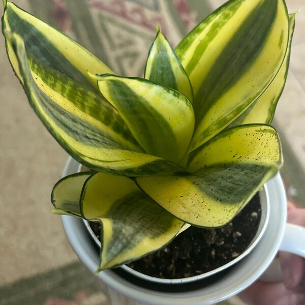 Calathea Burle Marx, Fishbone Prayer Plant, Unique and Easy to Care ...