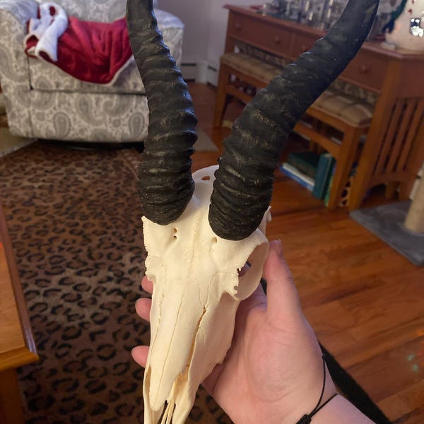 Weathered Exotic Ibex Skull Horn Mount Taxidermy Man Cave Cabin Sheep ...