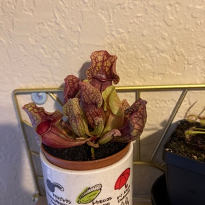 Peperomia Fagerlindii - Etsy