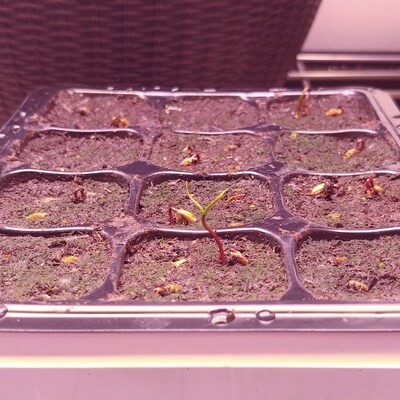 Giant Sequoia Redwood Tree Seeds Redwood Tree Seeds Giant Sequoia Tree ...