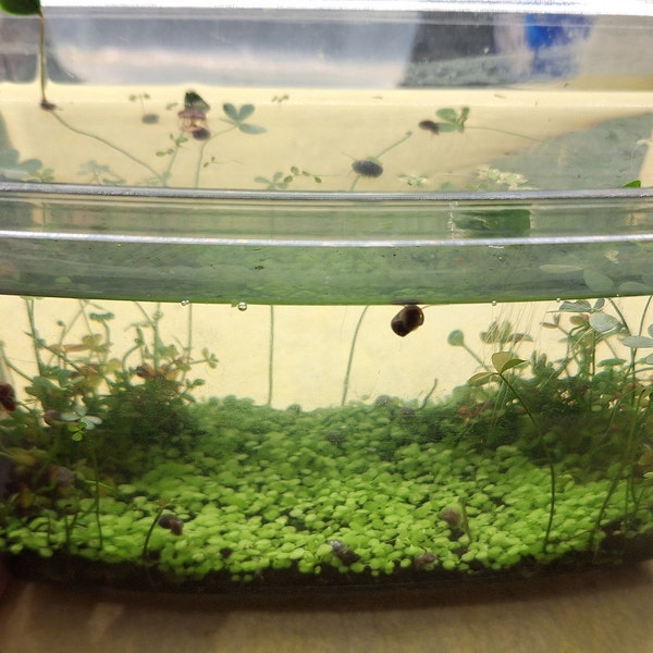 Small Leaf Seeds . Aquarium Plant - Etsy