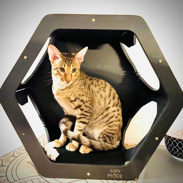 Cat Wall Hexagon Shelves Set, Modern Cat Furniture, Cat Activity Center ...