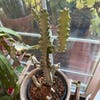 6 Inch Pot String of Burrow Tails easy Care Succulent - Etsy