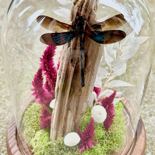 Euphaea Variegata, Teal and Violet Damselfly (A-), Mounted, Spread ...