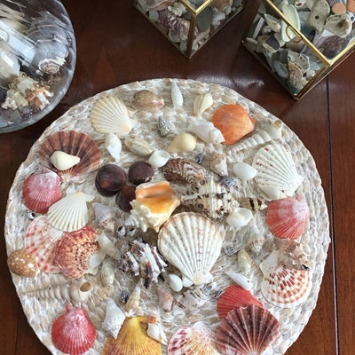 Assorted Seashells Handpicked From Florida, Sea Glass, Mixed 1/2 Pound ...
