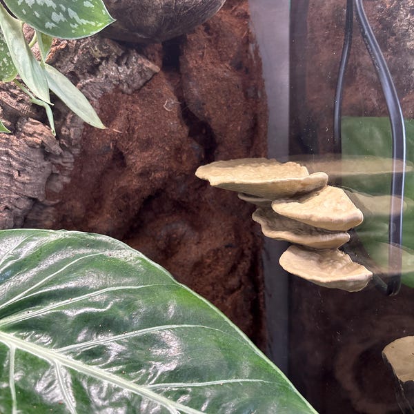 PLA Wood Mushroom Floating Shelves - the Trametes Fungus, Fungi Wall ...