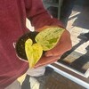 Snow Queen Pothos Single Starter Plant in a 1.5" Pot - Epipremnum ...