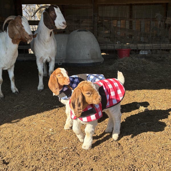 Insulated KID Goat Coat 14" Topline - Perfect for NEWBORNS - Etsy