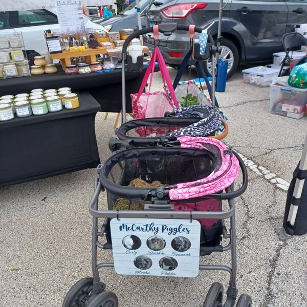 Guinea Pig Name Tag, Guinea Pig Accessories, Guinea Pig Cage ...