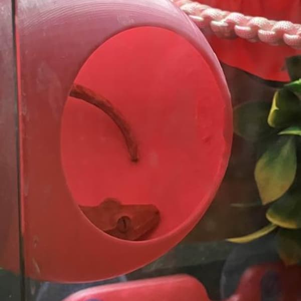 Pink Princess Philodendron Ledge for 0.5oz Deli Cup | Crested Gecko ...