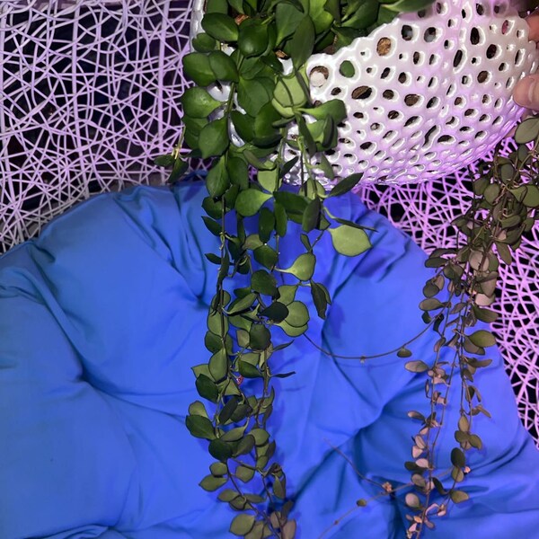 Schlumbergera / Variegated Christmas Cactus 'madame Butterfly' Plant - Etsy