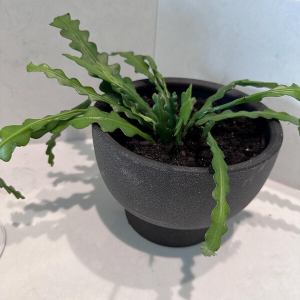 Scindapsus Neon Queen in 5" Pot - Etsy