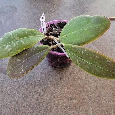 Hoya Kalimantan UT-158 in 4.5pots Rare Hoya Wax Plant Veined Attractive ...