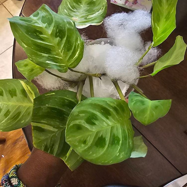 Variegated Maranta Prayer Plants, Beauty Kim Variegated, High ...