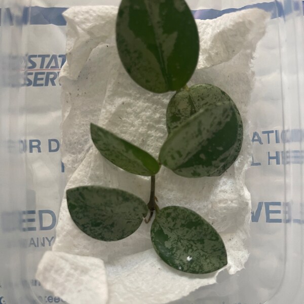 Hoya Mathilde Splash/silver UNROOTED - Etsy