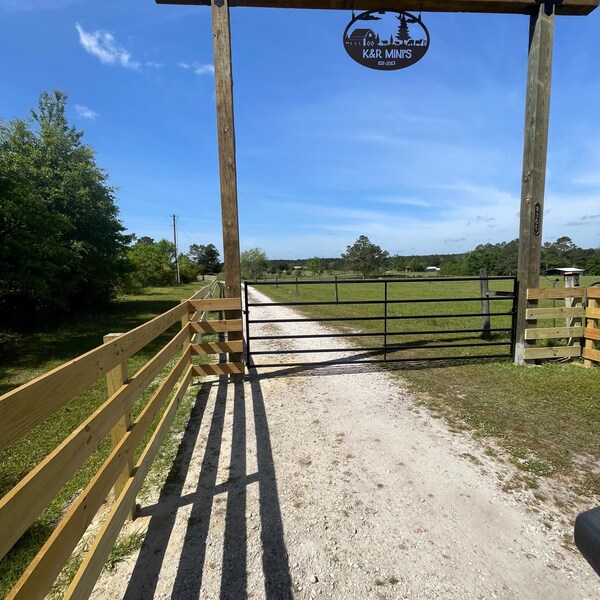 Sm. Key Hanger: Sand Dollar - Etsy