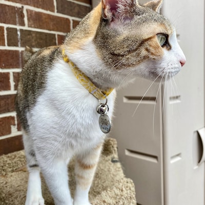 Fabric Cat or Kitten Collar Yellow, Purple or Black Cat Collar With ...