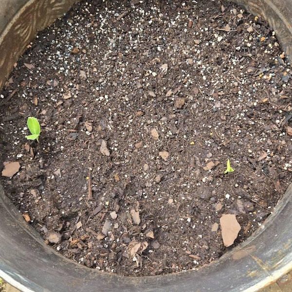 5gram Sweet Yu Choy Sum Seeds, Chinese Flowering Cabbage Seeds, Choi ...