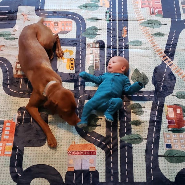 Fossil Rug, Dinosaur Rug, Dinosaur Theme Rug, Fossil Theme Rug ...