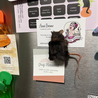 Mouse Skull Real Tiny Mouse Skulls Cleaned Whitened - Etsy