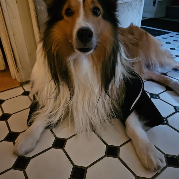 Adjustable K-9 Elbow Callus Pressure Sores Reflective Dog Elbow ...