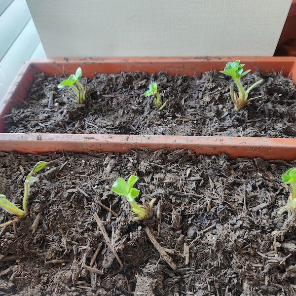12-100 Evie-2 Everbearing Strawberry Plants-flavorful, High-yielding ...