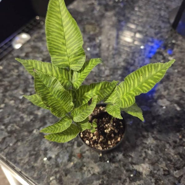 Coniogramme Emeiensis Golden Zebra Bamboo Fern 2" Starter Pot - Etsy