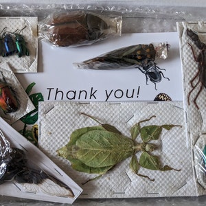 Pack of 5, 10, 25, 100 Assorted Beetles A1 Unmounted Insect Specimens ...