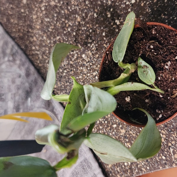 Silver Sword Pothos Starter House Plants FREE SHIPPING - Etsy