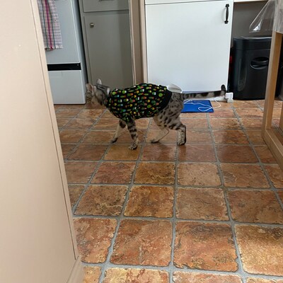 Cat Hoodie Sewing Pattern, Cat Turtleneck, Pet Gift for Cats Sphynx ...