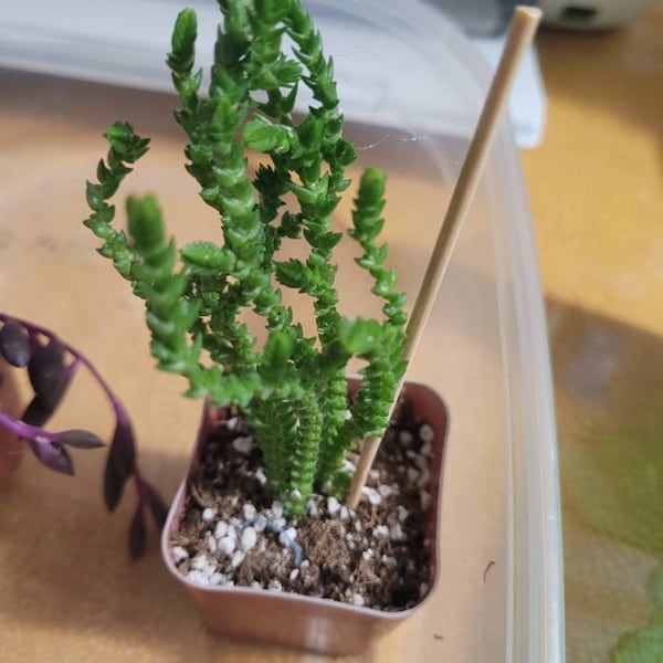 Giant Watch Chain, Princess Pine, Live Potted Succulent in 2" Pot - Etsy