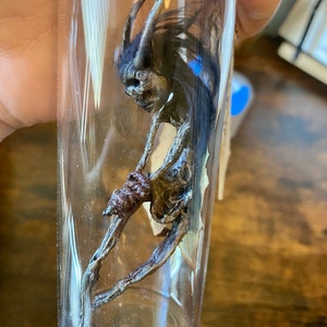 Fossilized Faerie fairy Fossil Partial Specimen Curio - Etsy