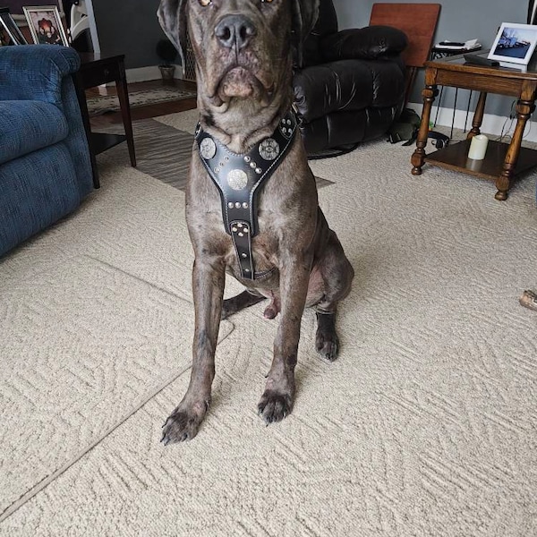 Bestia™ Genuine Leather "hektor" Harness. Rivet Design. Soft Padded ...