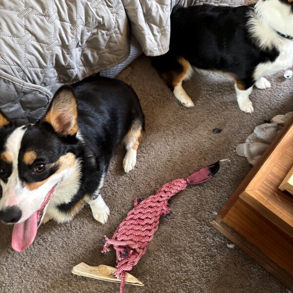 All-natural Water Buffalo Cheek Rolls for Dogs – Long Lasting Rawhide ...