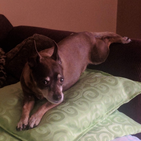 Nintendo Super Mario Inspired Min Pin Brothers Miniature Pinscher Large ...