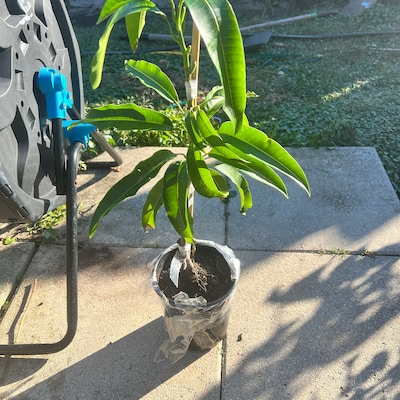 Ice Cream Dwarf Mango Tree Grafted 18 to 24 - Etsy