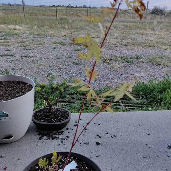 Gold Rush & Yellow Delicious Apple Tree Package - Etsy