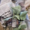 3” Sooo (TM) Silver Scindapsus Plant Pot - NEW CULTIVAR - Lush ...