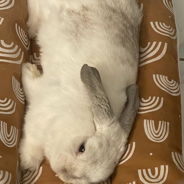 DIGITAL DOWNLOAD PLANS for Luxury Bunny Cubby | Rabbit Cat Home Base ...