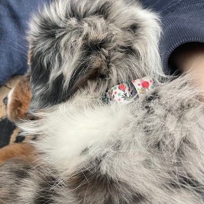 1 Thin Red Line of Courage Collar Martingale Quick - Etsy