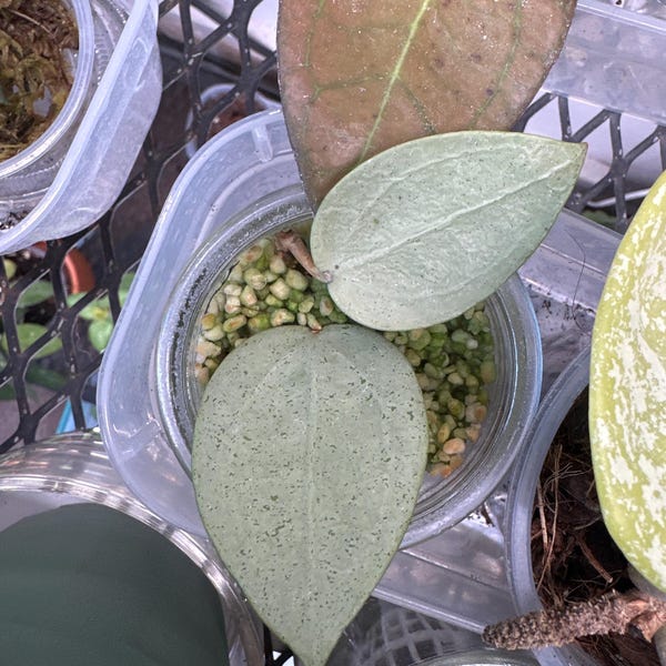 Pseudobombax Ellipticum Bombax Exotic Shaving Brush Tree Bottle Bonsai ...