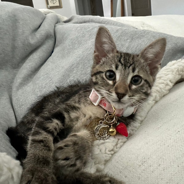 Handstamped, Personalized Cat Name Tag, Cat ID Tag, Comes With the ...