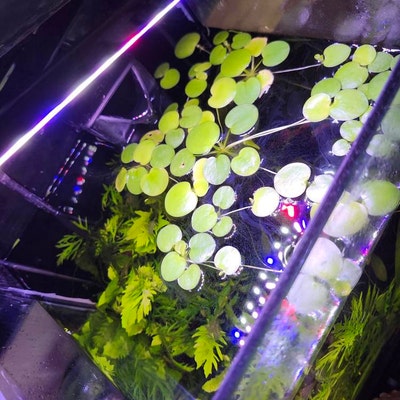 Narrow Leaf Anacharis, Egeria Najas, Live Aquarium/aquatic/background ...