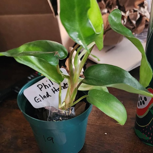 Philodendron Glad Hands Starter Plant (ALL STARTER PLANTS Require You ...
