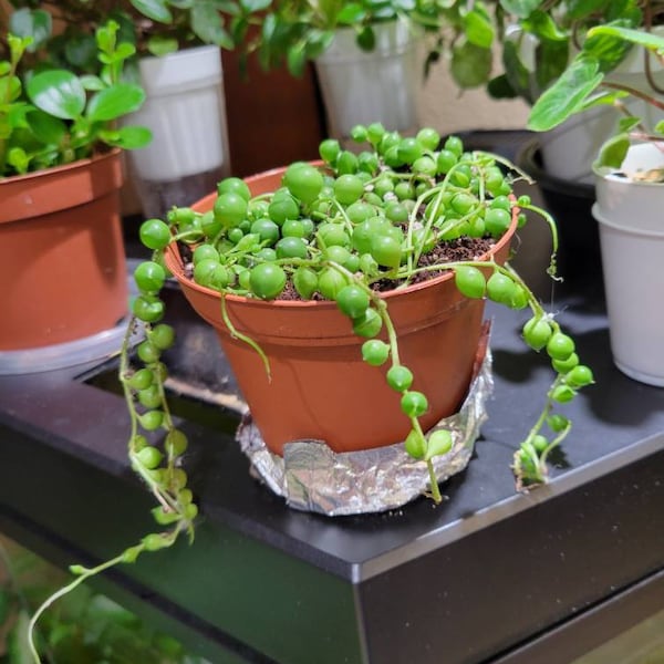 String of Peas, String of Pearls, String of Beads, Senecio Rowleyanus ...